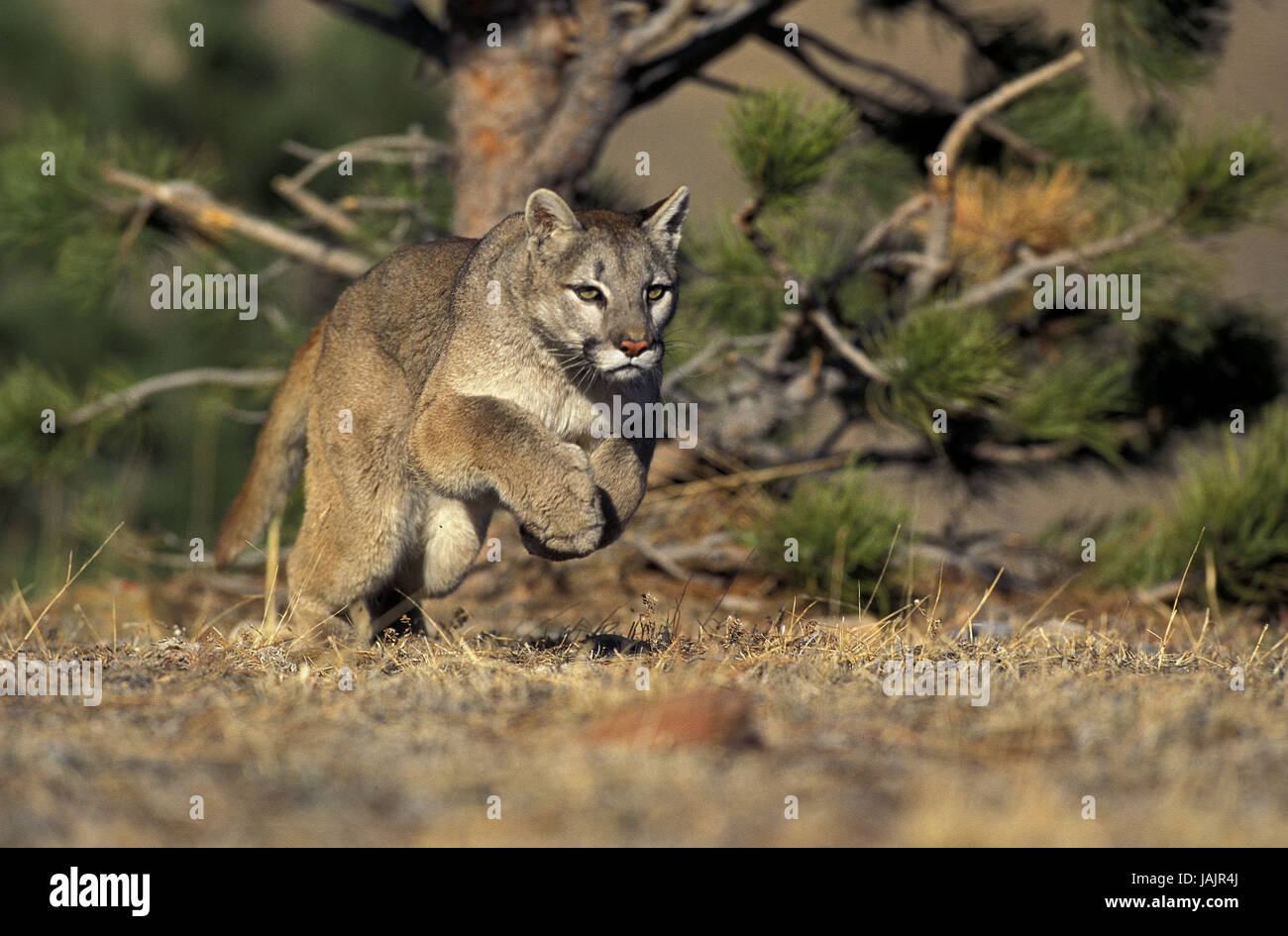 Puma concolor concolor hi-res stock photography and images - Alamy