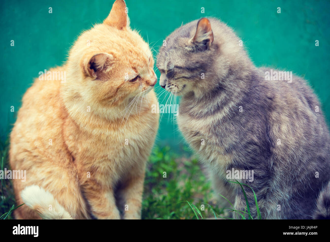Two cats sniffing to each other outdoor Stock Photo - Alamy
