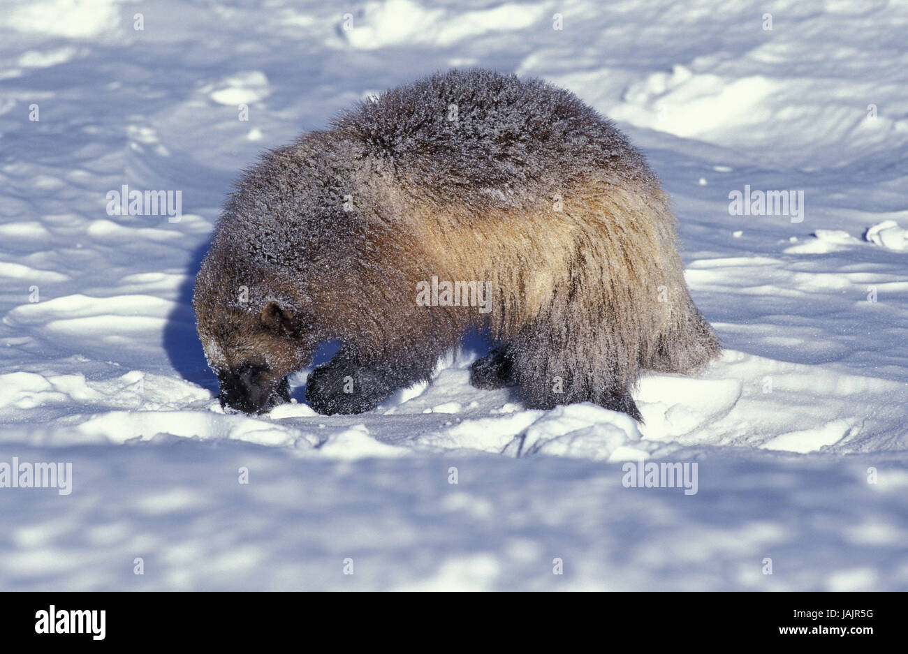 North American wolverine,Gulo gulo luscus,lining search,snow,Canada ...