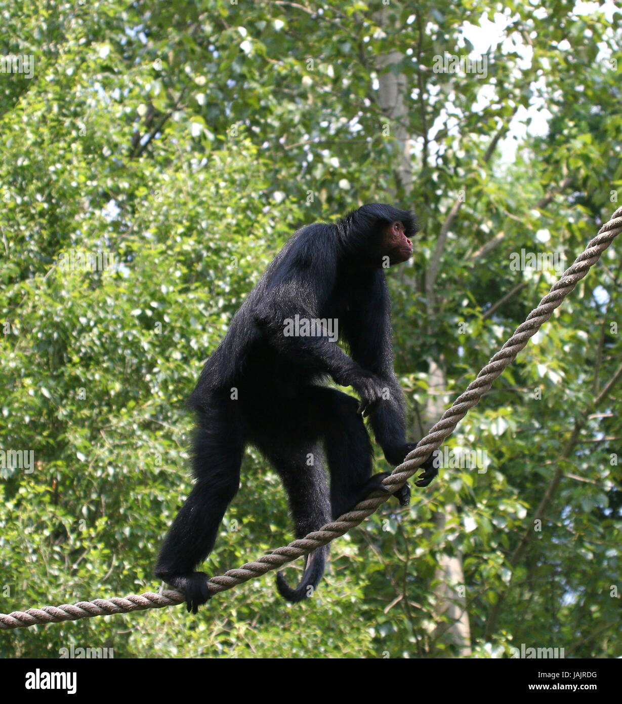 Spider walker hi-res stock photography and images - Alamy