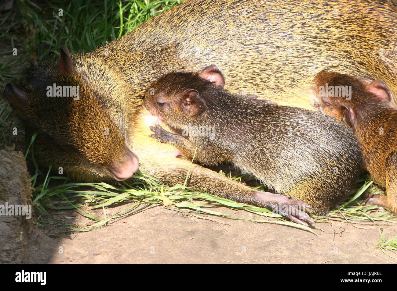 Baby Brazilian Agouti