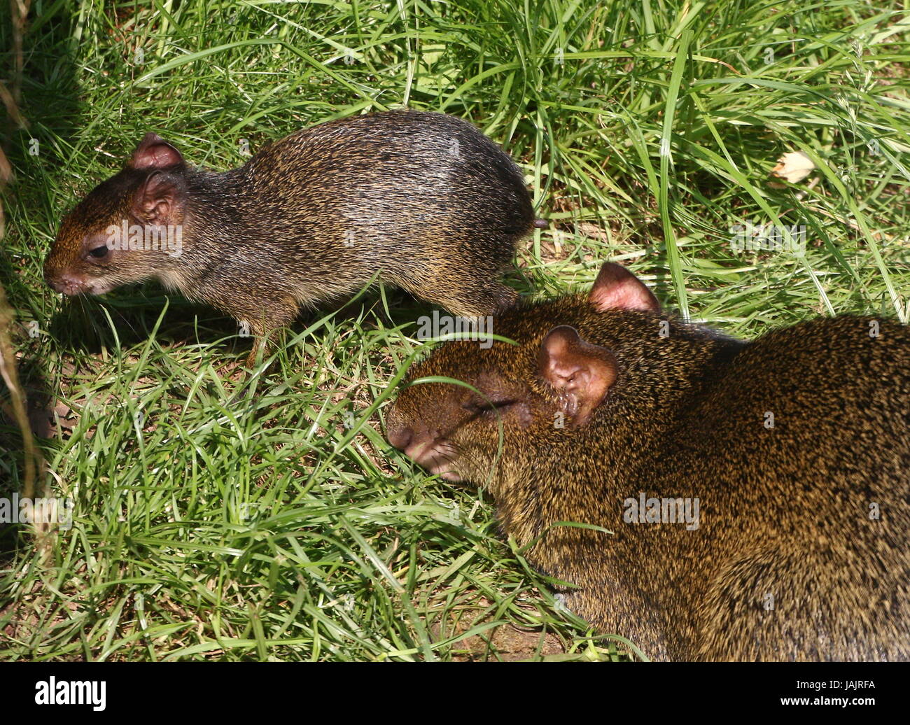 Baby Brazilian Agouti