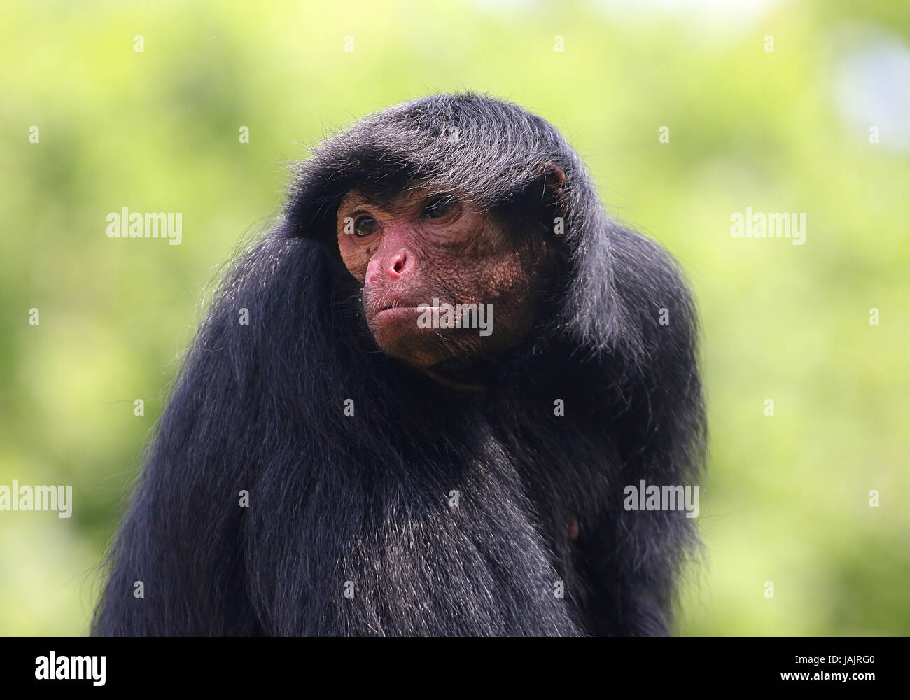 South American Red Faced Black Spider Monkey (Ateles paniscus) a.k.a ...