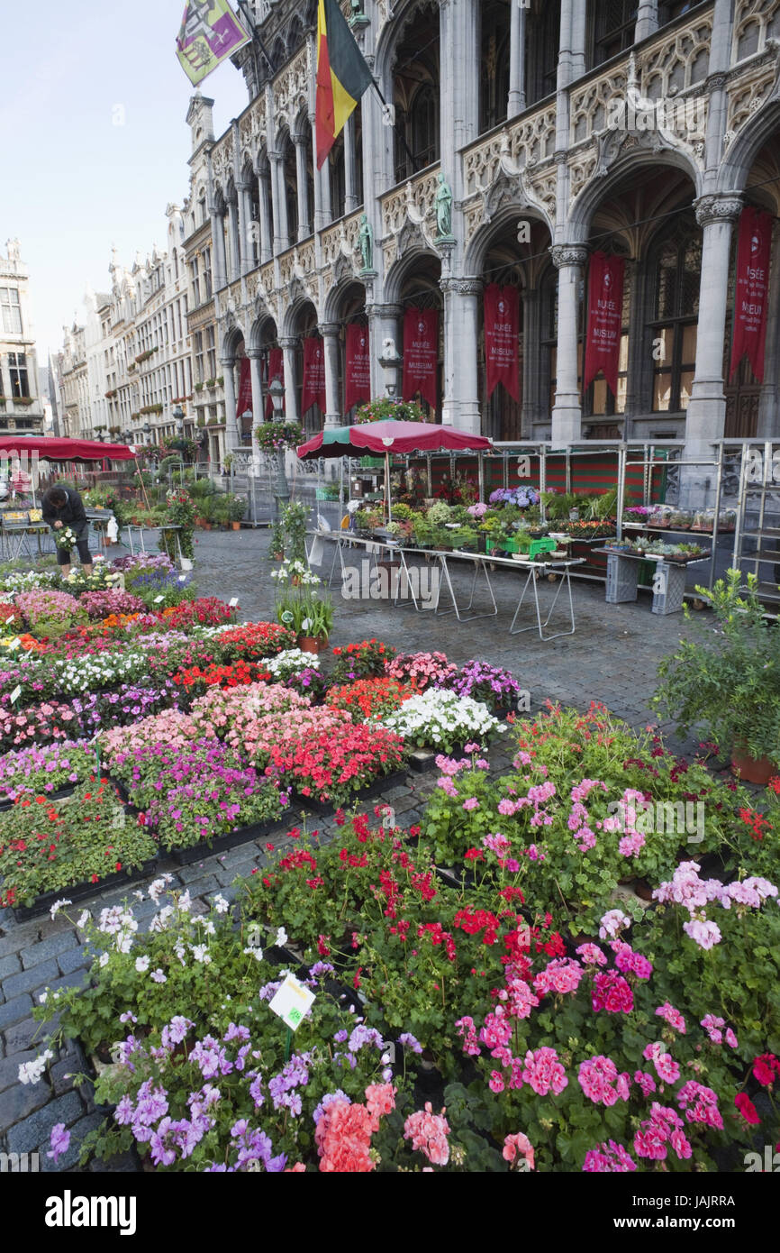 Brussels flower hi-res stock photography and images - Alamy