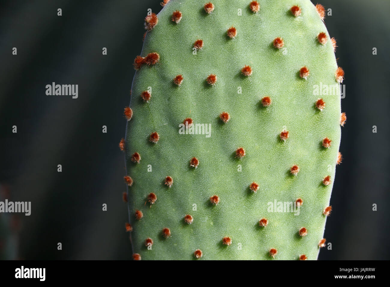Fig cactus,medium close-up,detail Stock Photo - Alamy