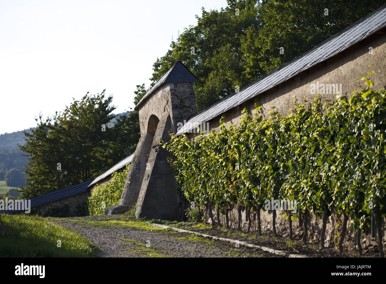 Germany,the Rhinegau,Eltville,viticulture,stone mountain,vines ...