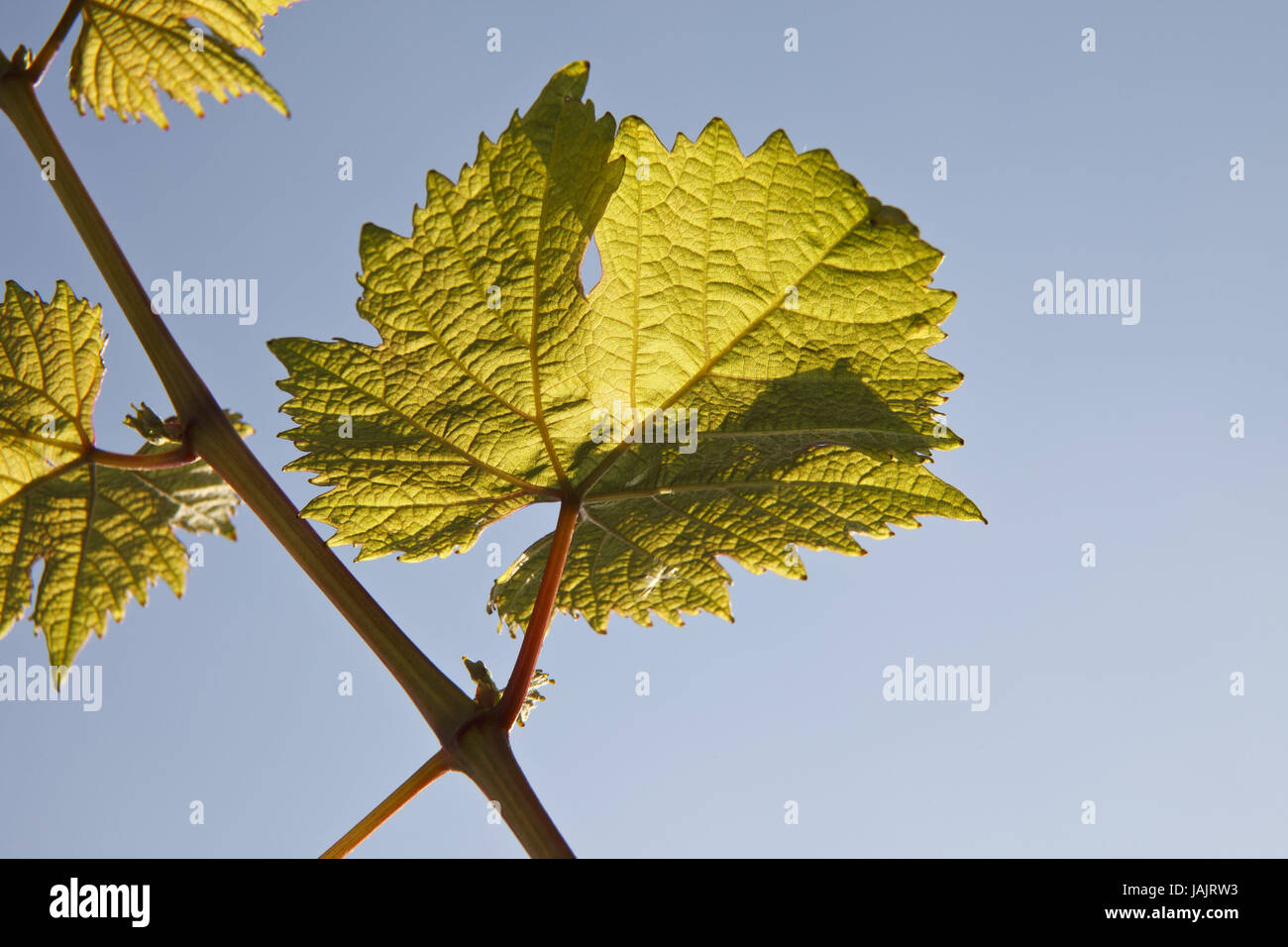 Viticulture,vine,wine leaves,medium close-up Stock Photo - Alamy