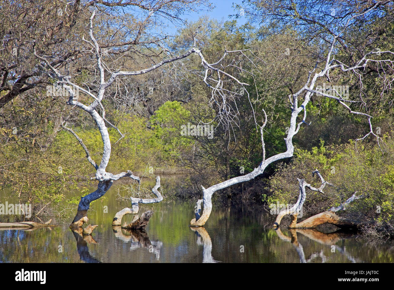 Africa,Botswana,Okawango,Panhandle region,river,flood,reflexion,high ...