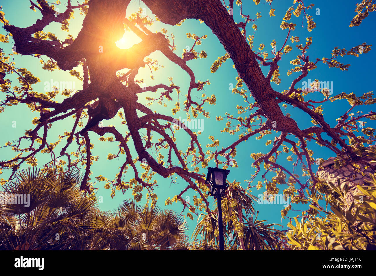 Branch of a fig tree against the blue sky with the sun. Abstract ...