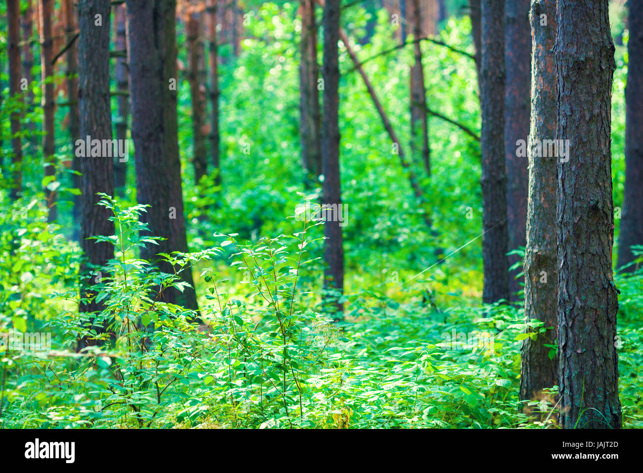 Pine forest in spring. Wilderness Stock Photo - Alamy