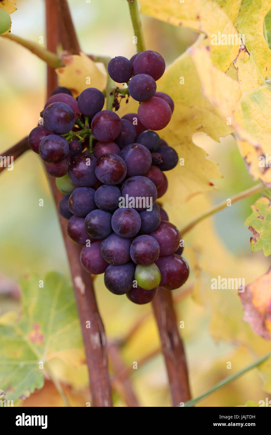 red wine grapes Stock Photo - Alamy