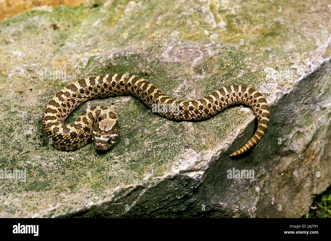 Western hook nose adder hi-res stock photography and images - Alamy