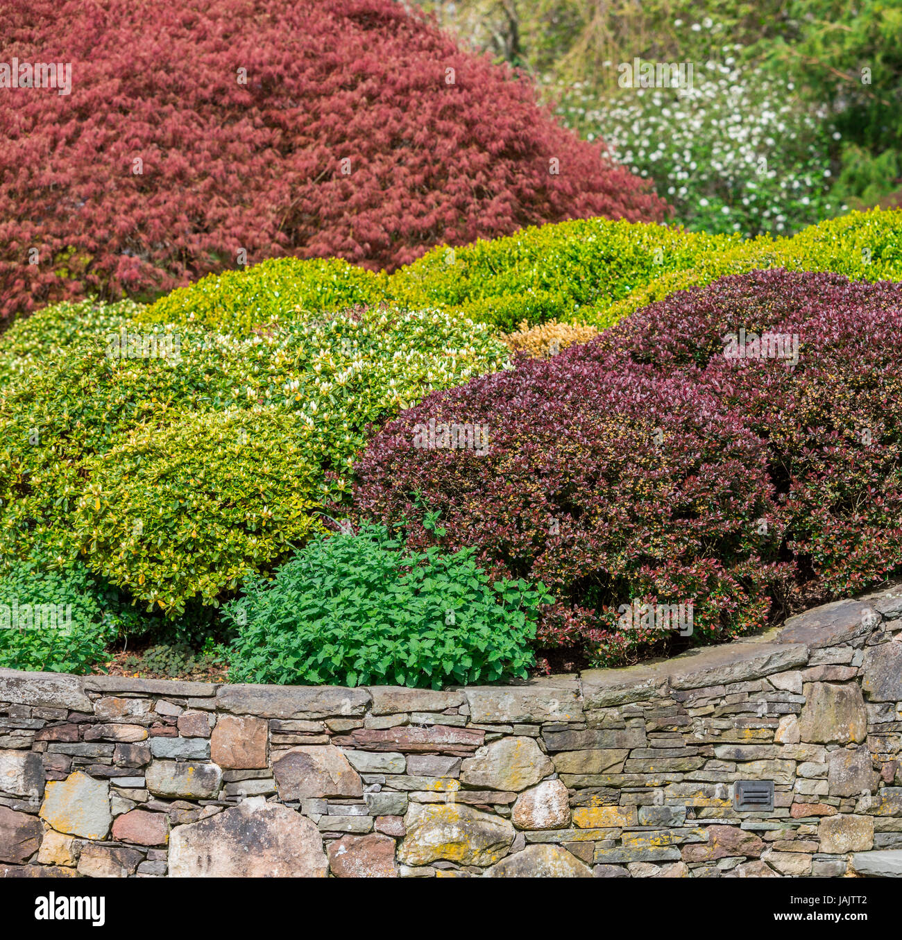 Garden stone wall plants hi-res stock photography and images - Alamy