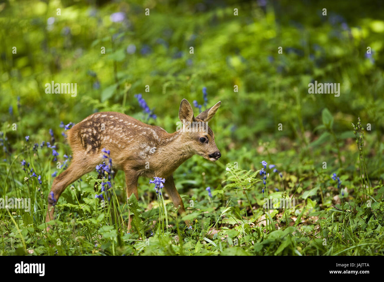 Fawn,Capreolus capreolus,flower meadow Stock Photo - Alamy