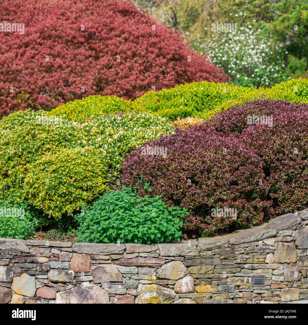 Garden stone wall plants hi-res stock photography and images - Alamy