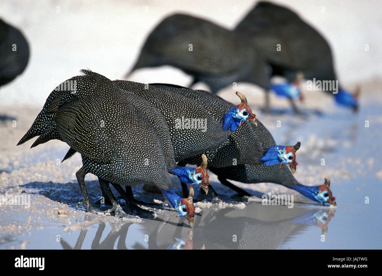 Helmet guinea fowls in watering place,Numida meleagris,Kenya Stock ...