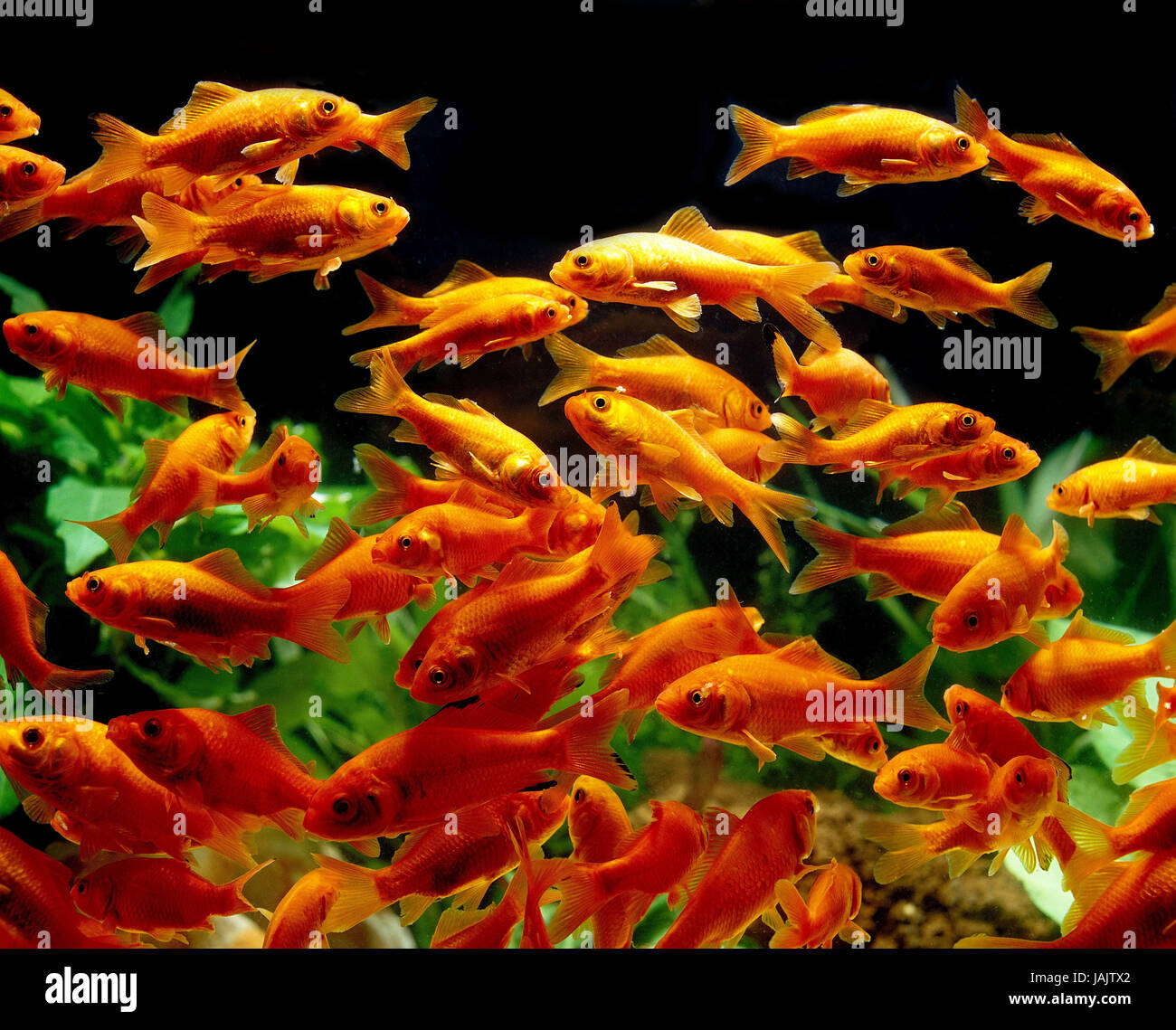 Carassius auratus auratus hi-res stock photography and images - Alamy