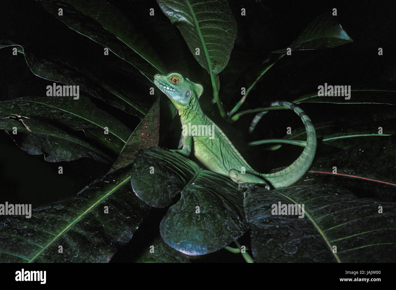Forehead cloth basilisk,Basiliscus plumifrons,Costa Rica Stock Photo ...