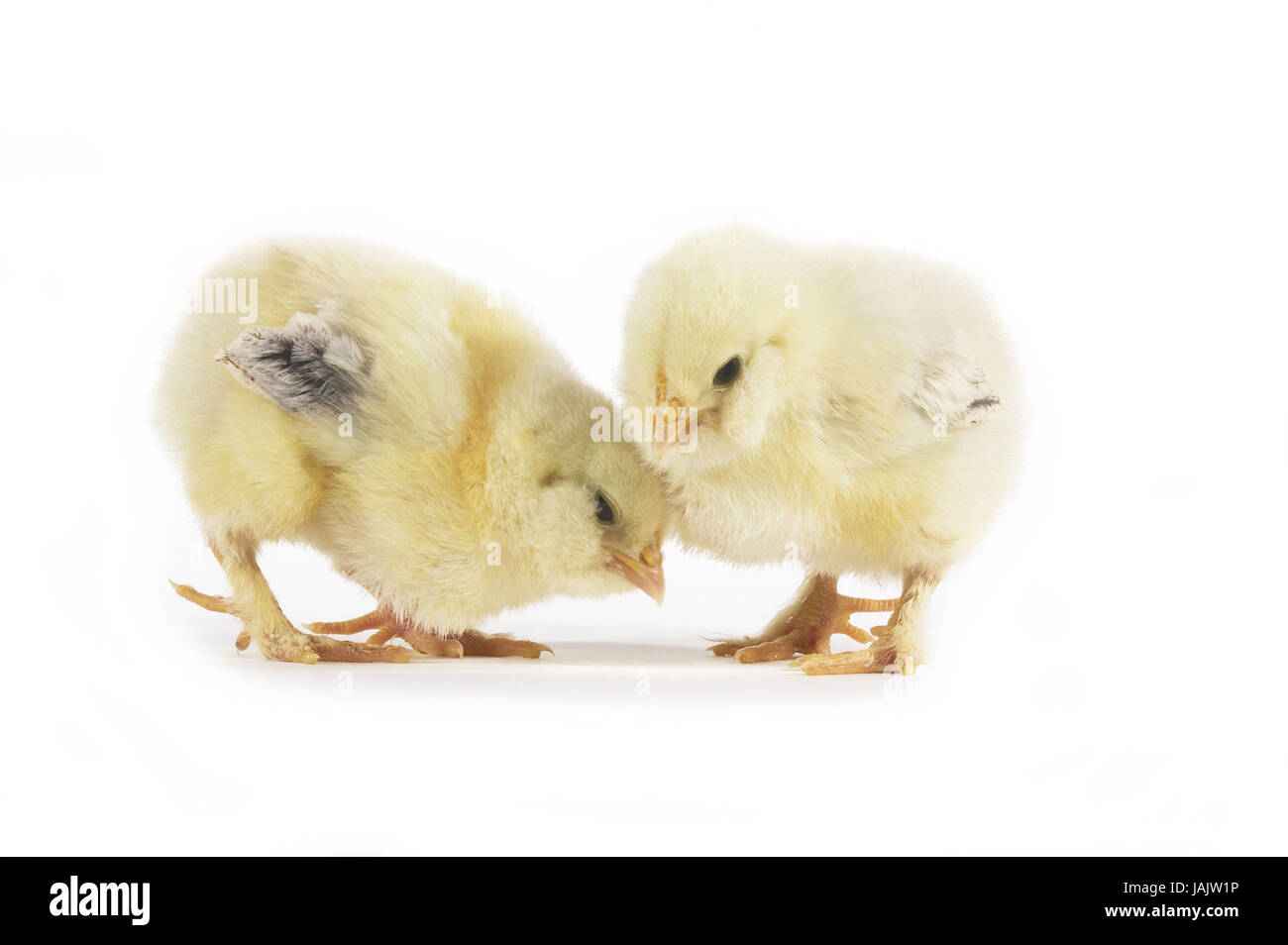 two chicks,white background Stock Photo - Alamy