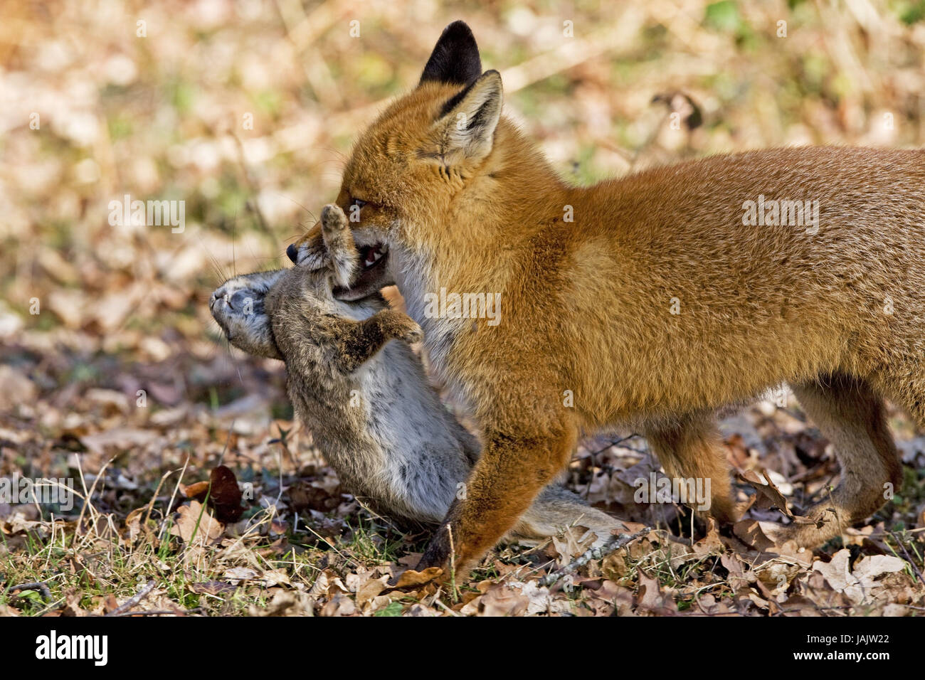 With prey hare hi-res stock photography and images - Alamy