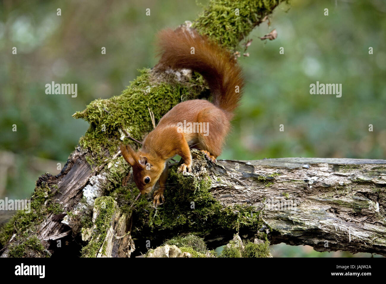 Squirrels of france hi-res stock photography and images - Alamy