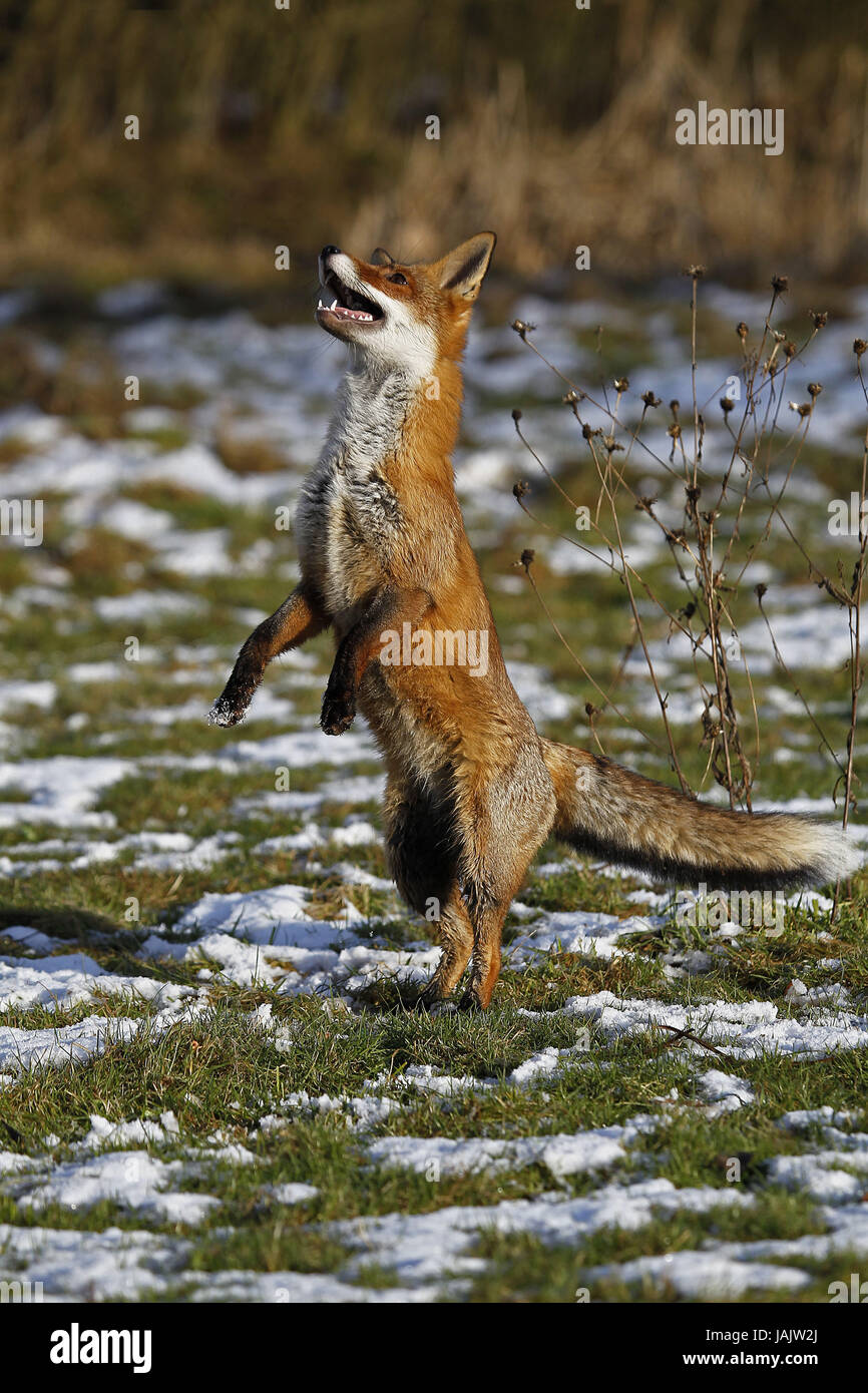 Fox hunting female hi-res stock photography and images - Alamy