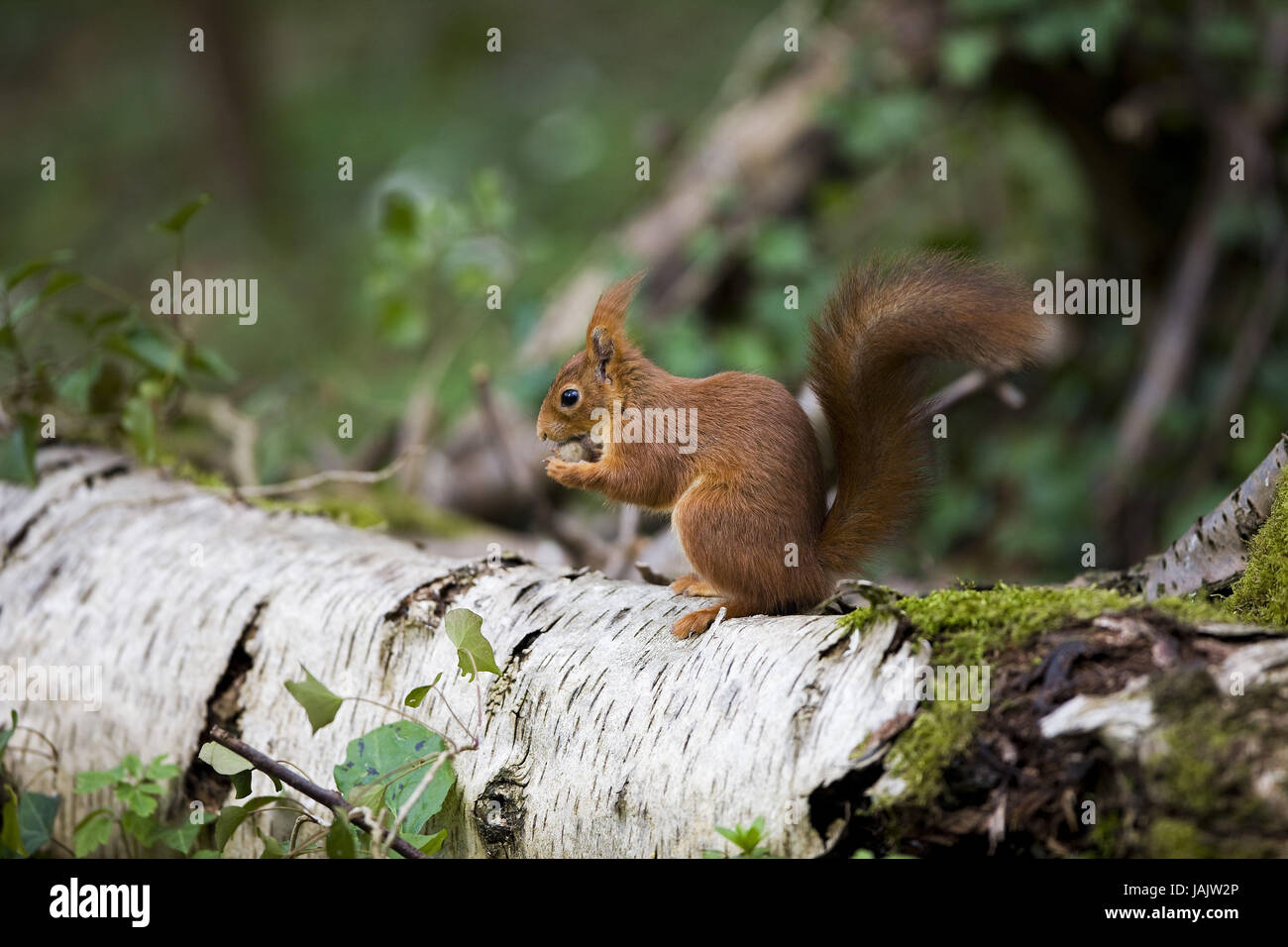 Red squirrels of france hi-res stock photography and images - Alamy