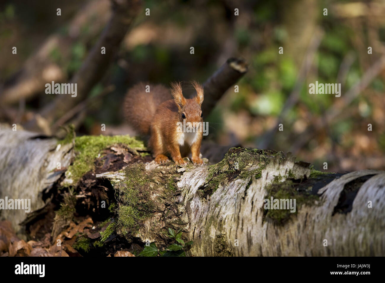 Red squirrels of france hi-res stock photography and images - Alamy