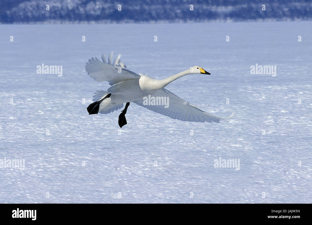 Song swan,Cygnus cygnus,flight,Hokkaido,Japan Stock Photo - Alamy