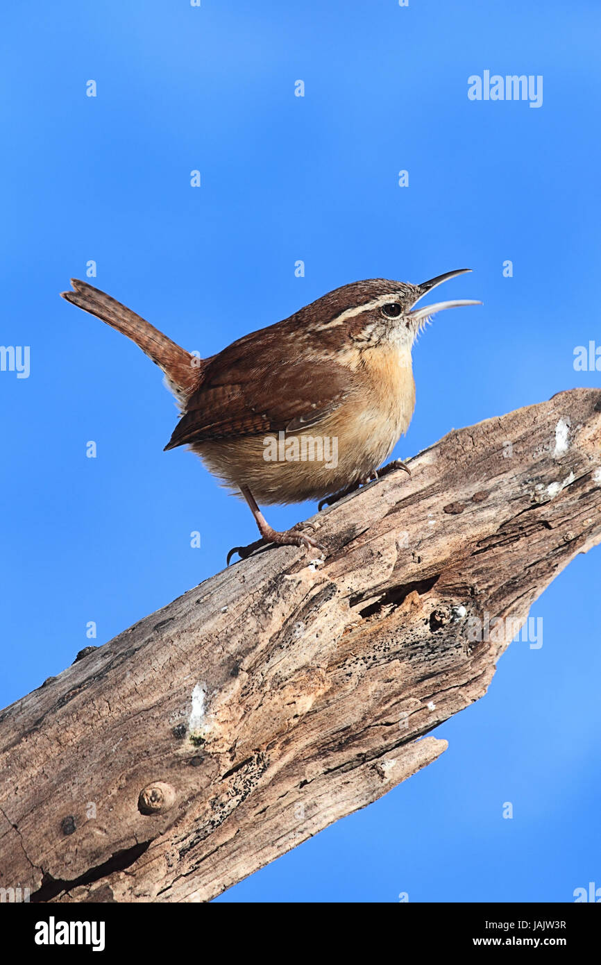 Carolina Wren (Thryothorus ludovicianus) on a tree stump with a blue ...