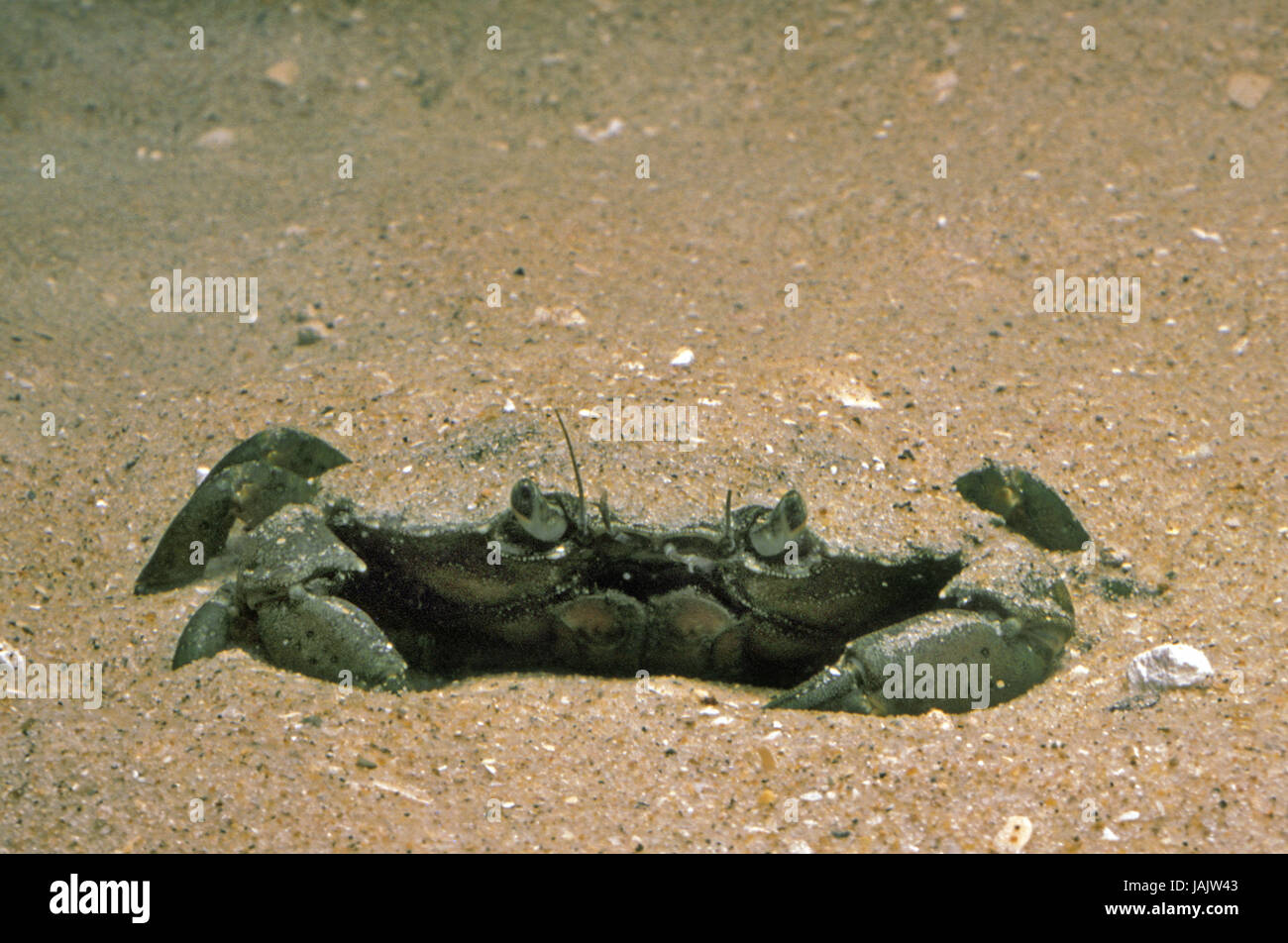 Furry crab,Carcinus maenas,Sand,dig Stock Photo - Alamy