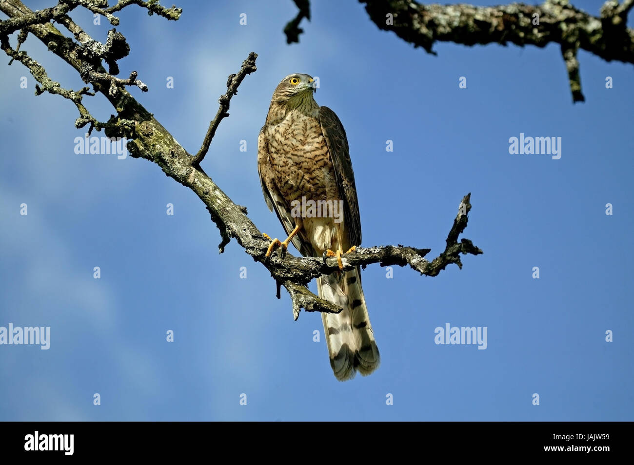 European sparrow hawk,Accipiter nisus,tree Stock Photo - Alamy