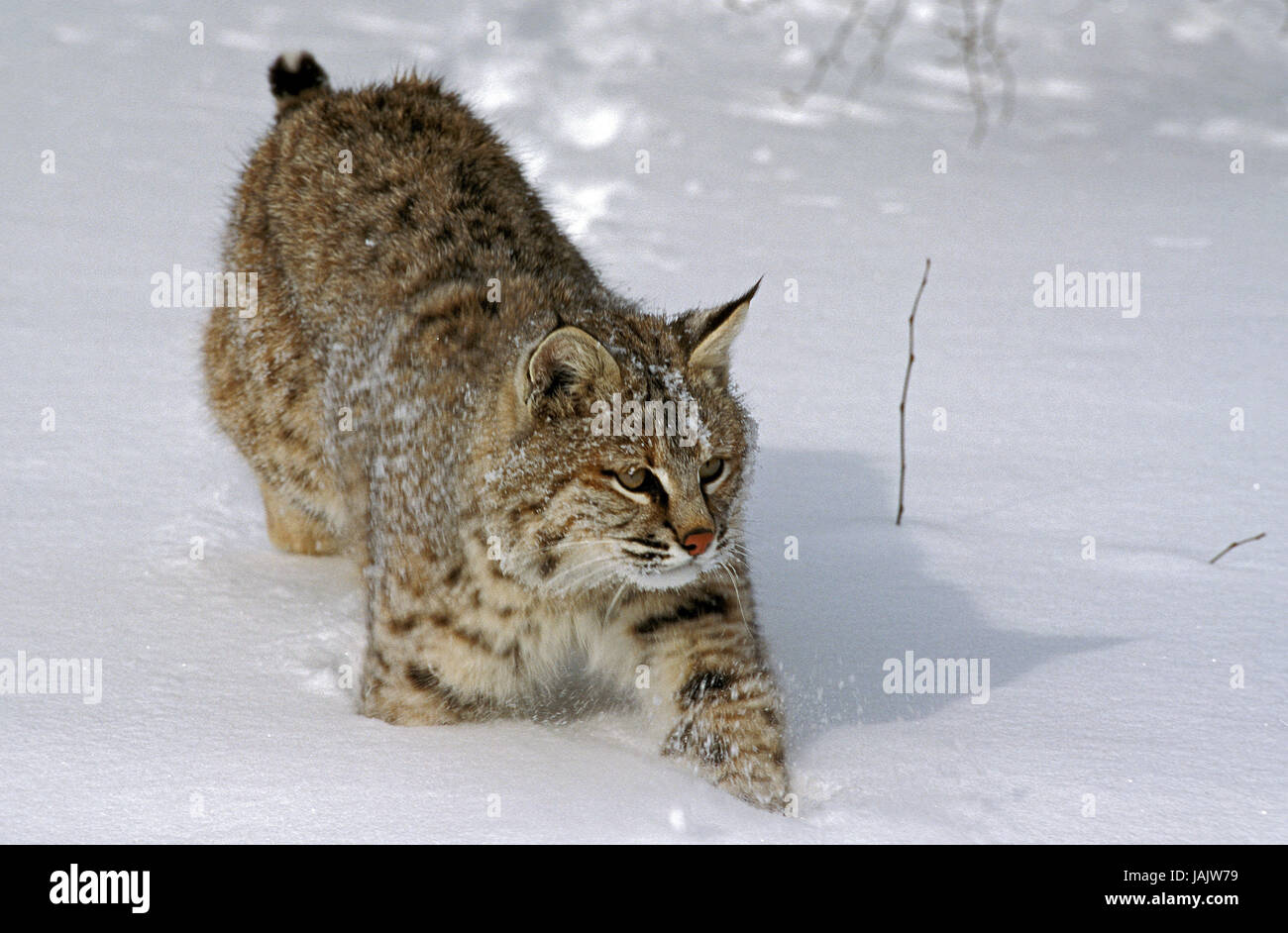 Red lynx,Lynx rufus,snow,Canada Stock Photo - Alamy