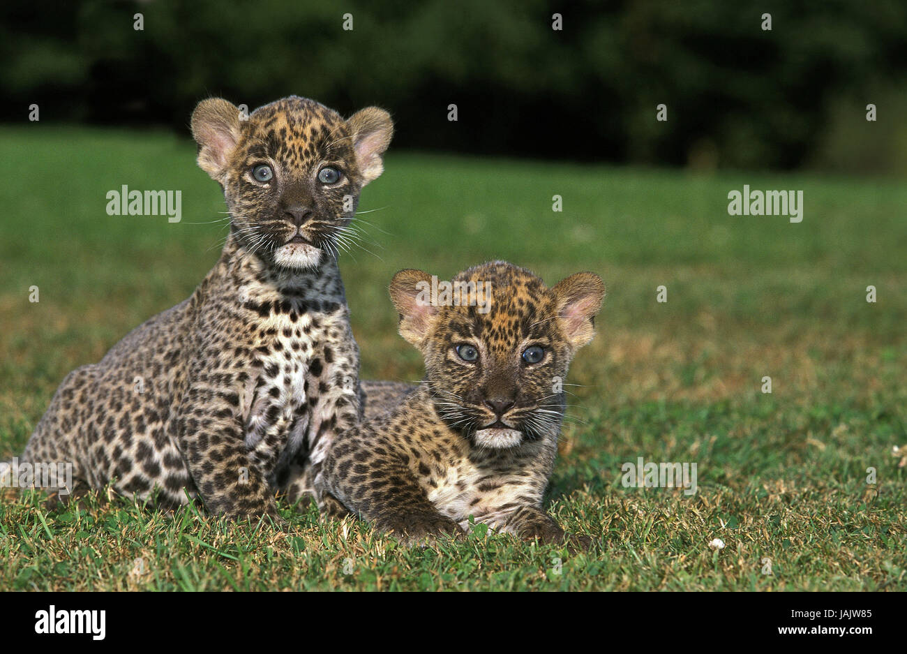 Leopards,Panthera pardus,young animals,grass Stock Photo - Alamy