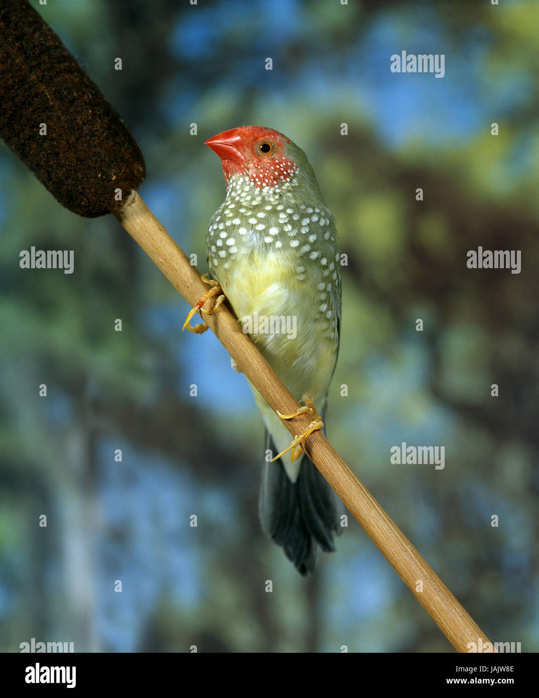 Splendour finches hi-res stock photography and images - Alamy