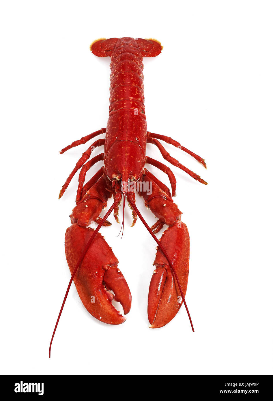 Cooked European lobster,Homarus gammarus,white background Stock Photo ...