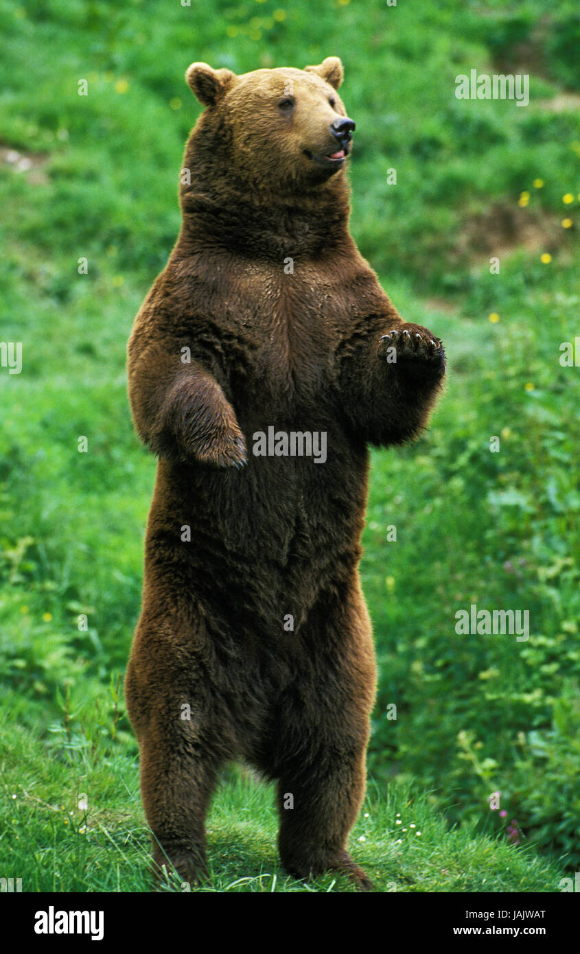 Brown bear,Ursus arctos,vertical,raised Stock Photo - Alamy