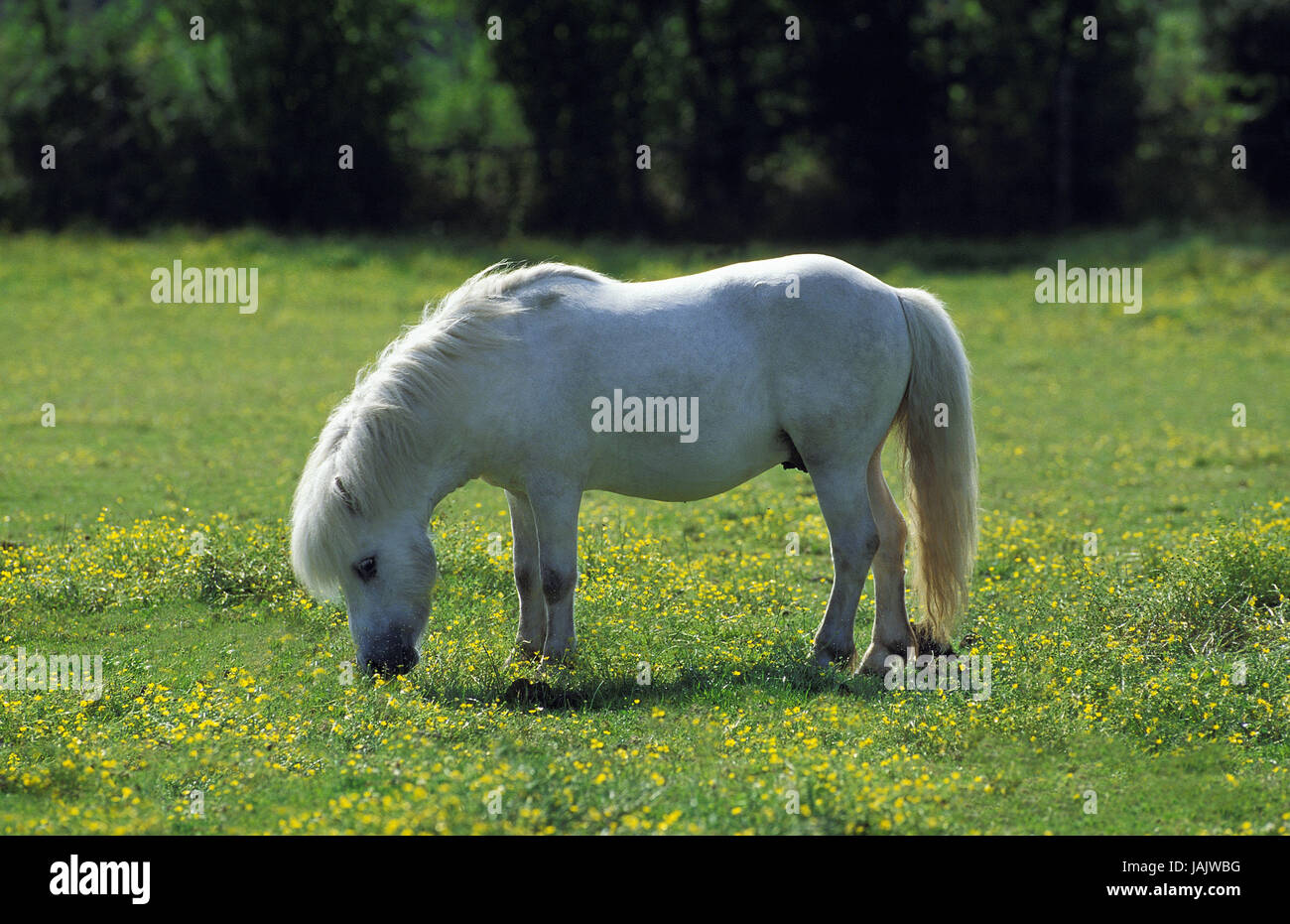 Shetlands pony hi-res stock photography and images - Alamy