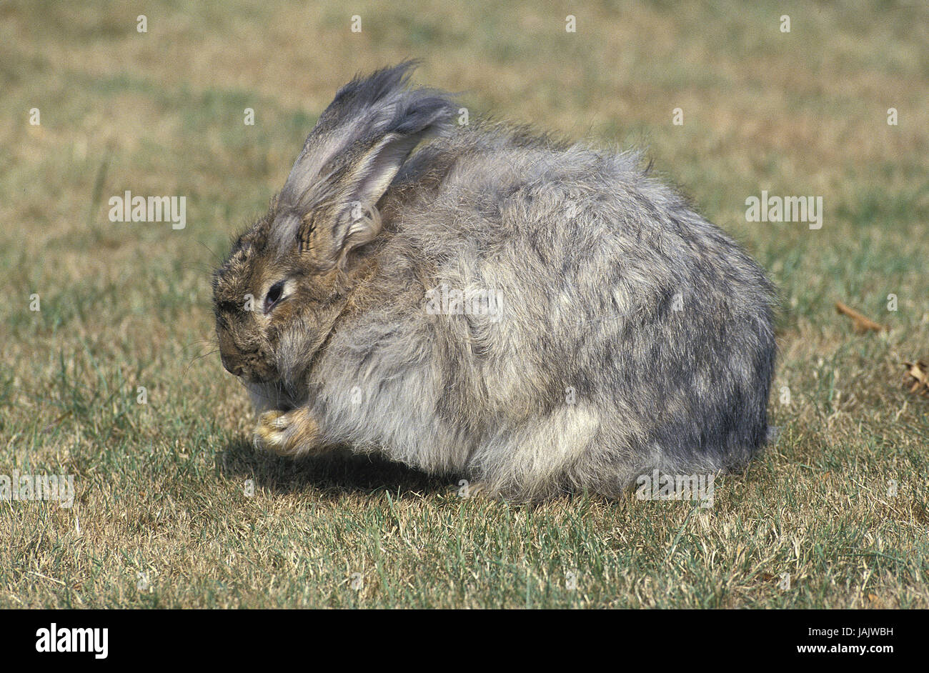 Angora Rabbits Stock Photos & Angora Rabbits Stock Images - Alamy