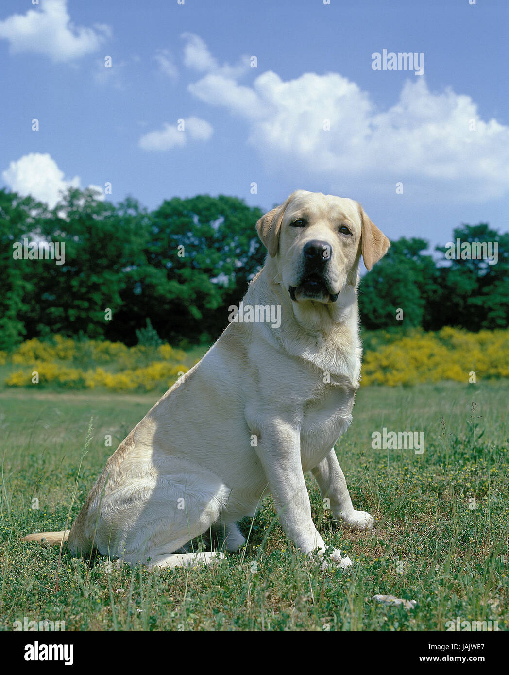 Yellow labrador retriever hi-res stock photography and images - Alamy