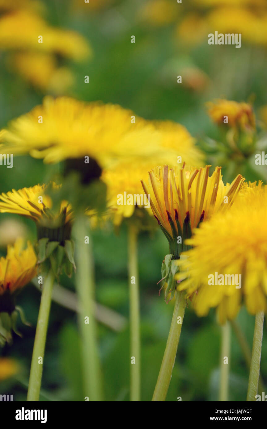Blooming Dandelion in garden Stock Photo - Alamy