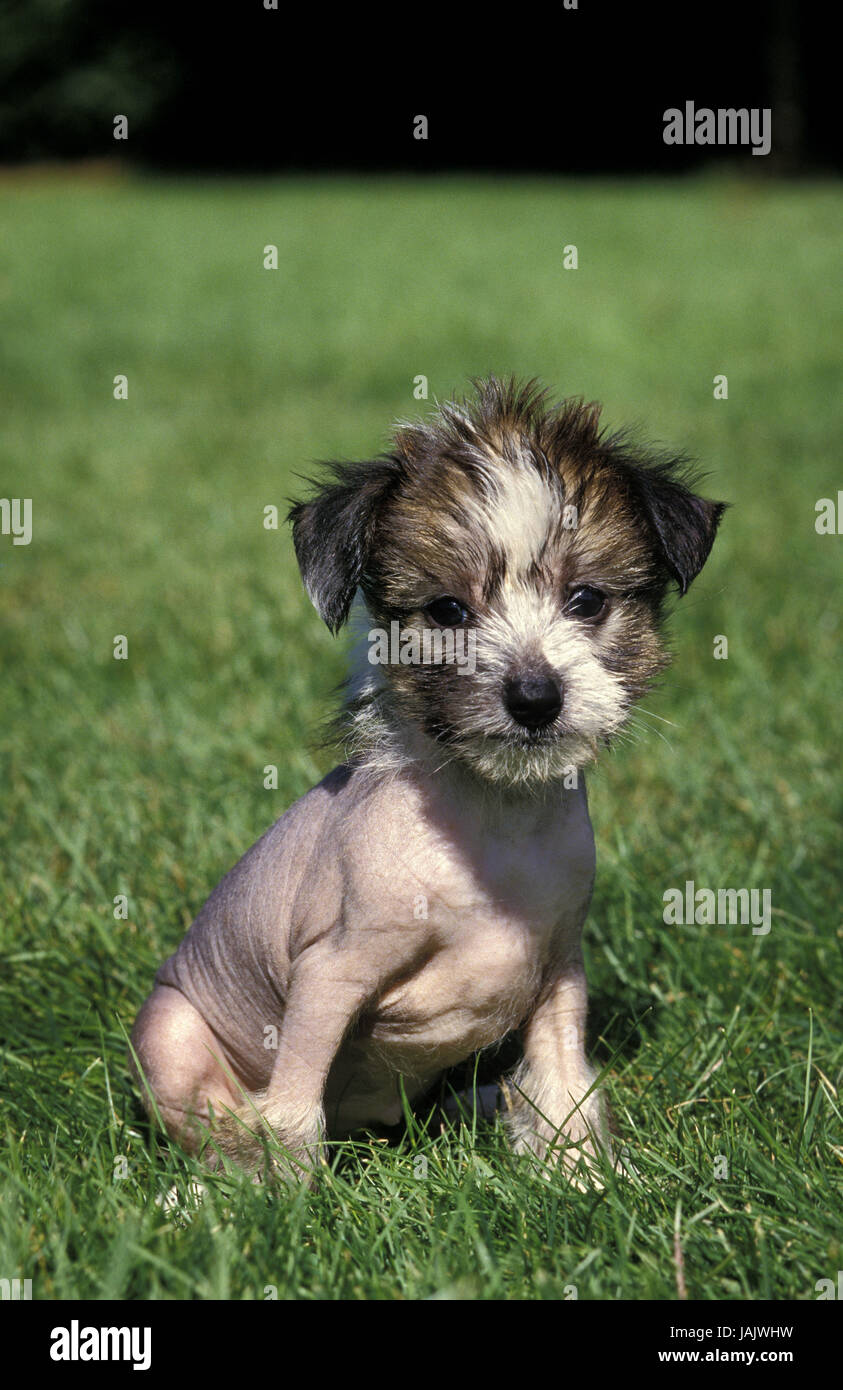 Shock dog hi-res stock photography and images - Alamy