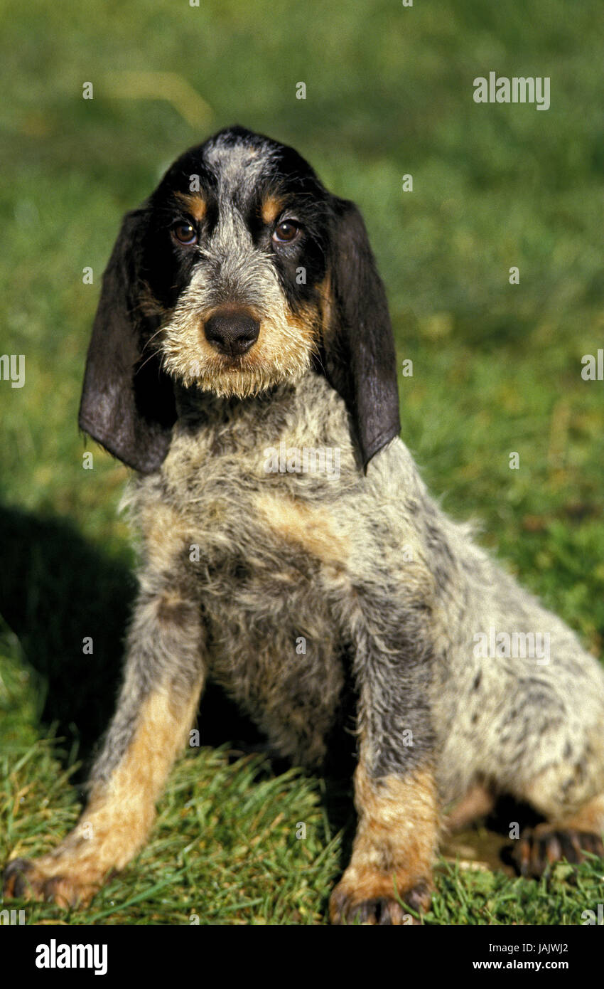 Seated griffon hi-res stock photography and images - Alamy