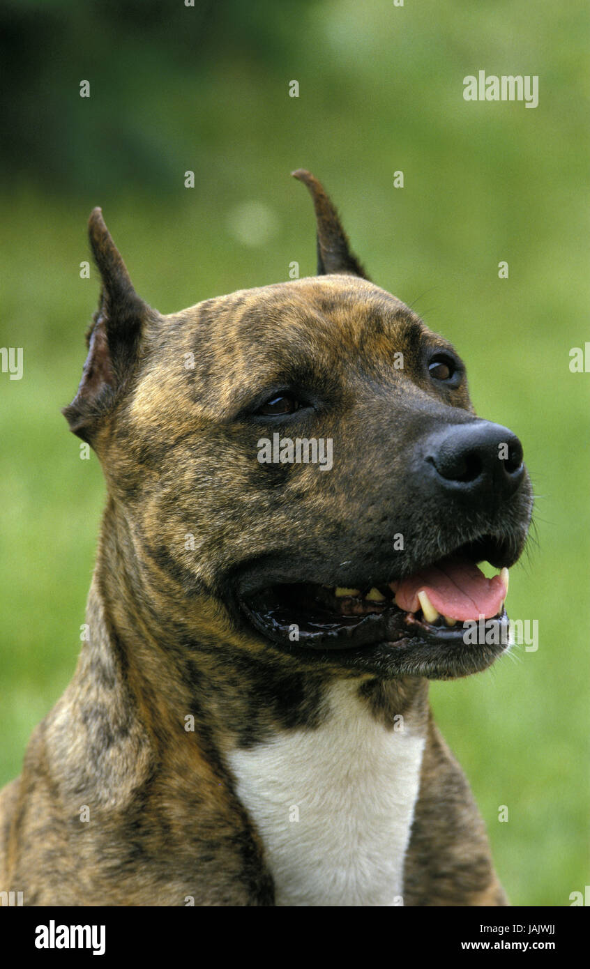 Head portrait staffordshire terrier hi-res stock photography and images ...