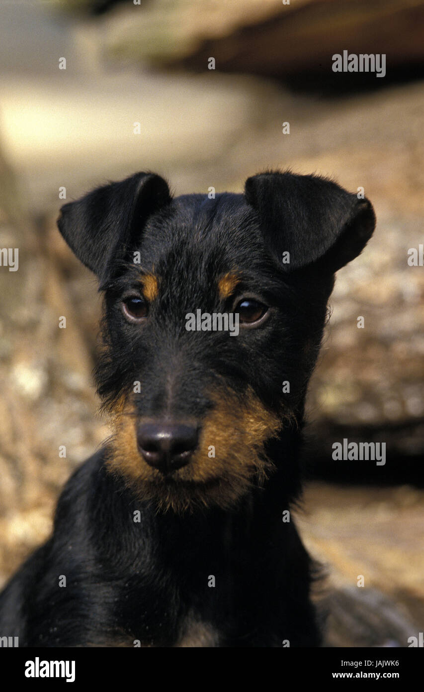 Hunt terrier hi-res stock photography and images - Alamy