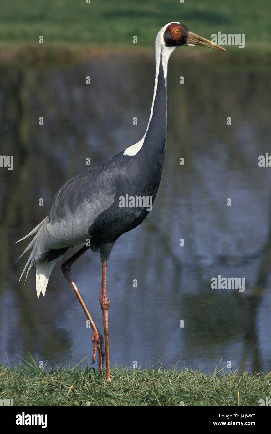 White nape crane hi-res stock photography and images - Alamy