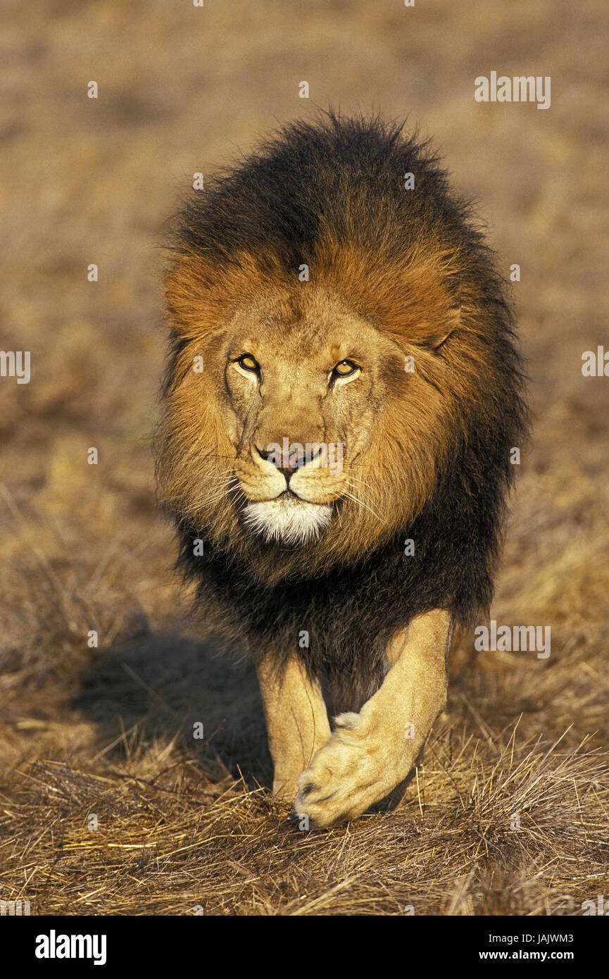 Drily hi-res stock photography and images - Alamy