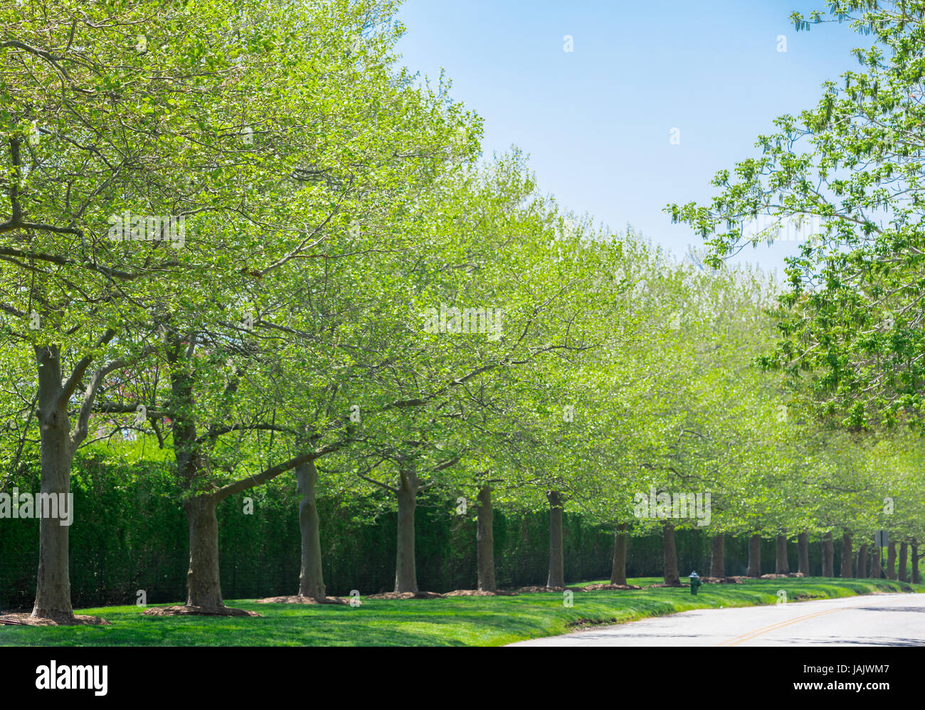 tree lined street in the Hamptons, East Hampton, NY Stock Photo - Alamy