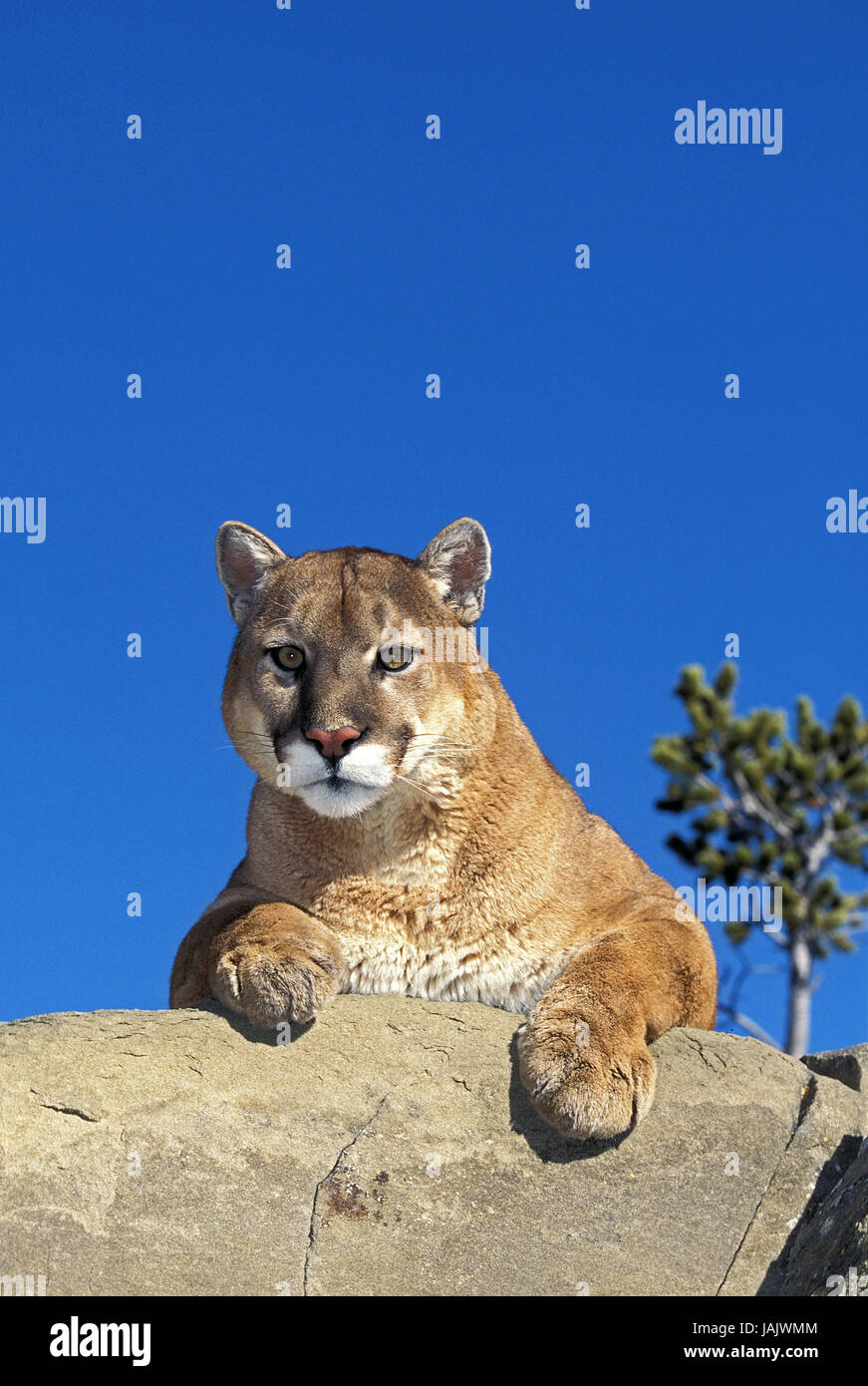 Puma concolor concolor hi-res stock photography and images - Alamy