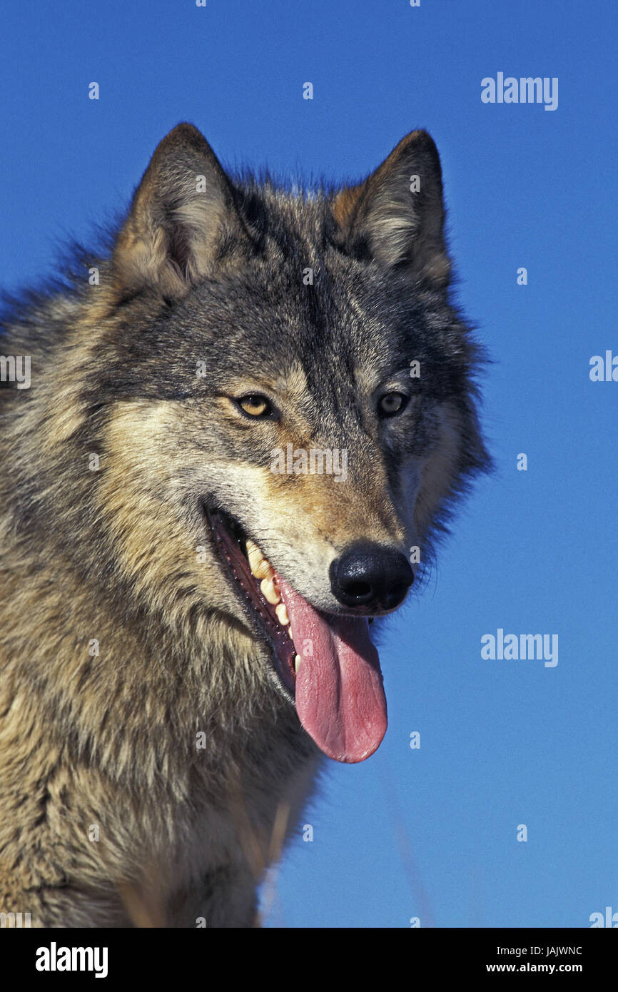 Mackenzie wolf hi-res stock photography and images - Alamy
